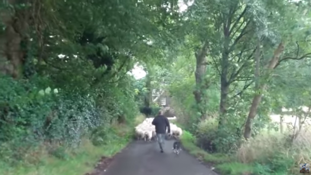 Farmer Moving Sheep - Clan MacRae